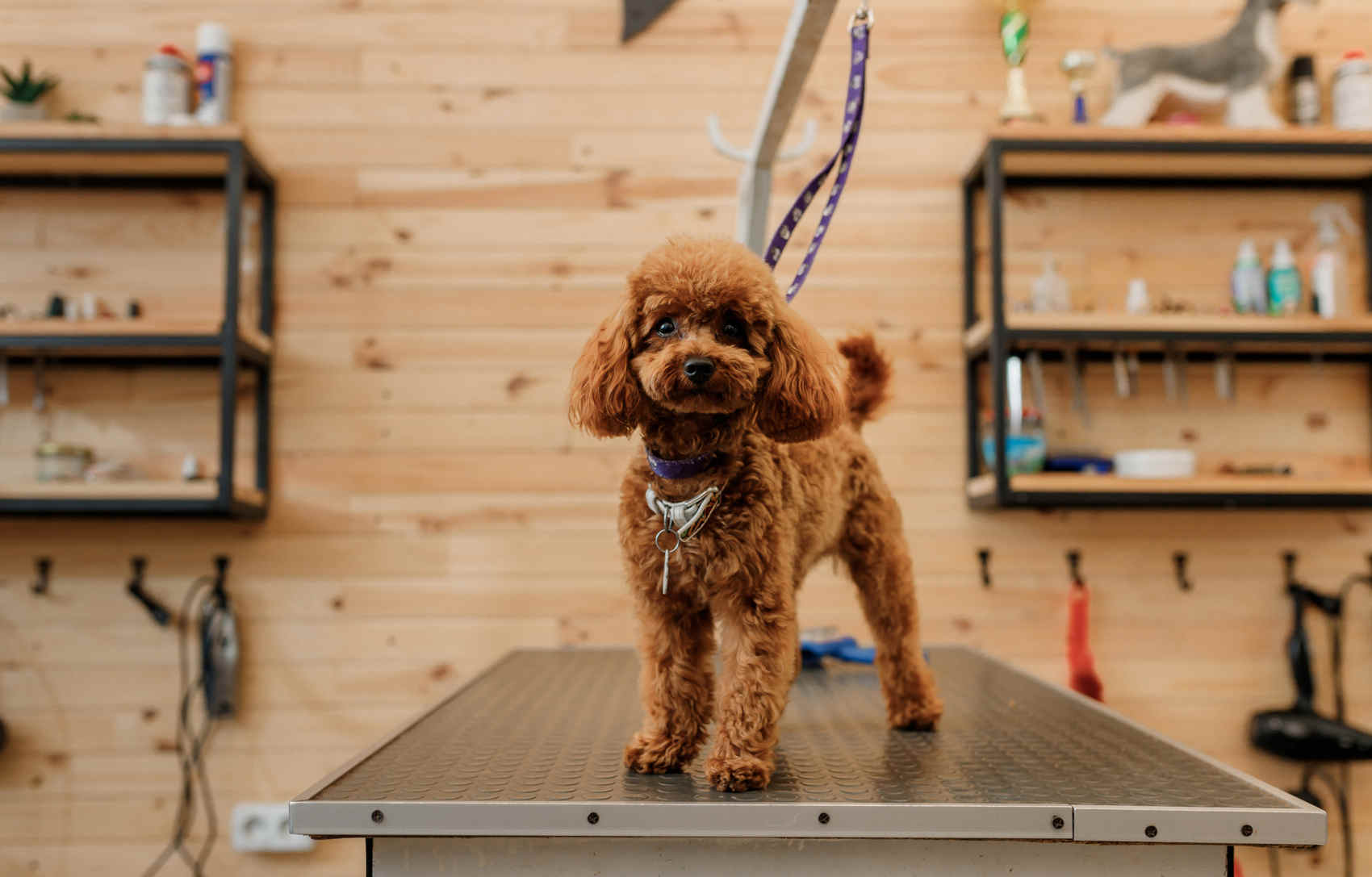 Comment choisir un bon salon de toilettage pour chien? - Coiffanimo inc