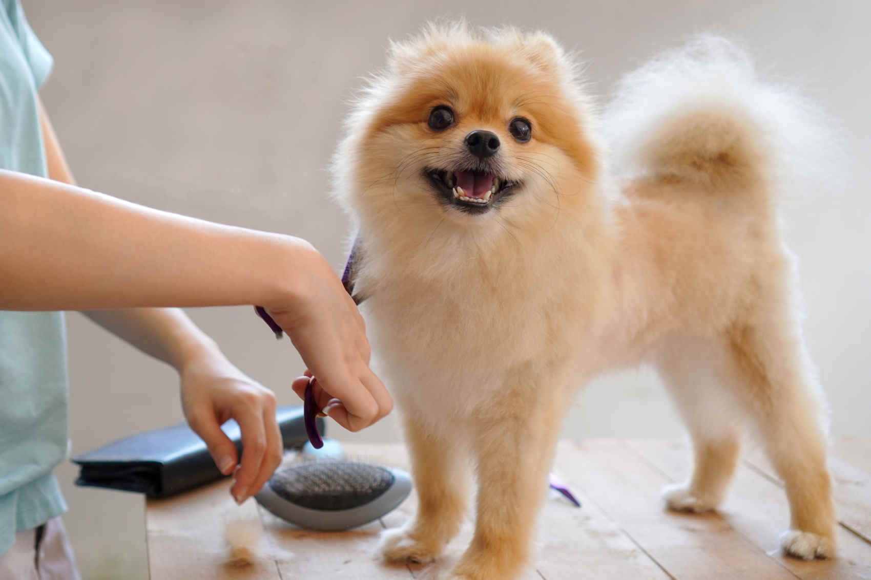 Toilettage pour chien: conseils et bonnes pratiques - Coiffanimo inc